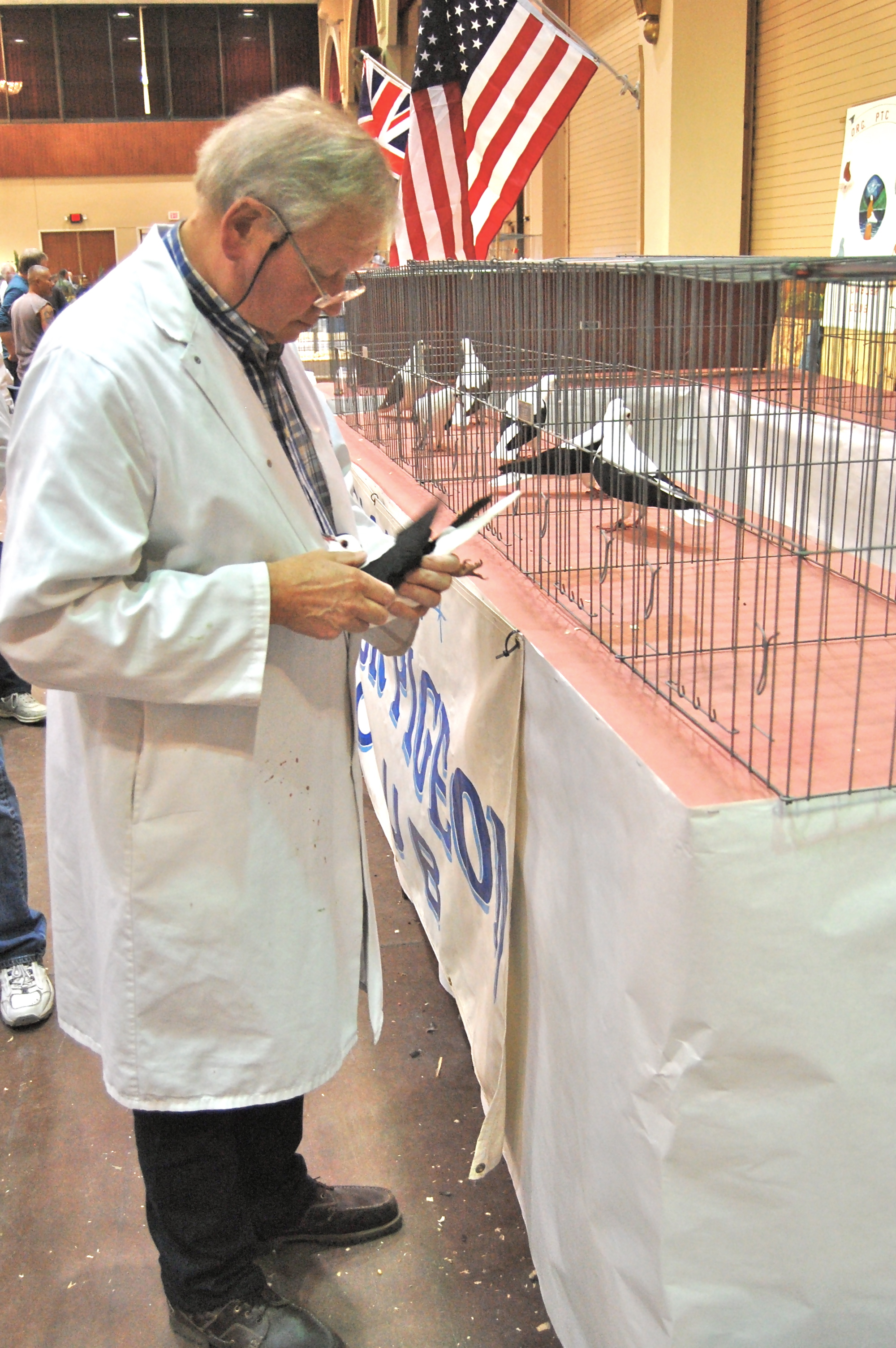 2011 United Swallow Club Annual Meet Show Results