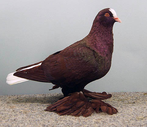 Red Tiger Bohemian Swallow (Wing Pigeon)