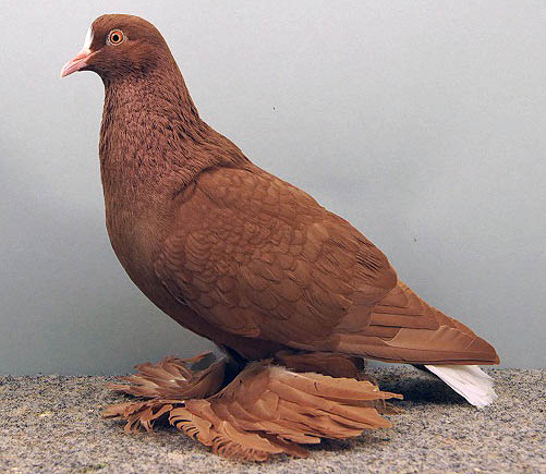 Red Tiger Bohemian Swallow (Wing Pigeon)
