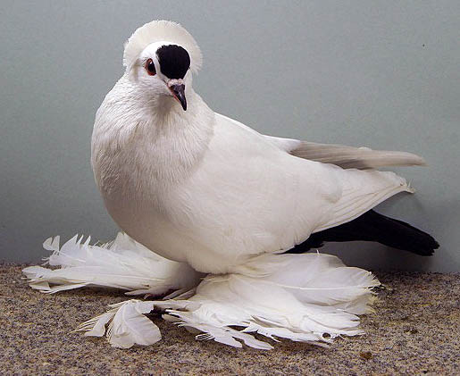 Red Tiger Bohemian Swallow (Wing Pigeon)